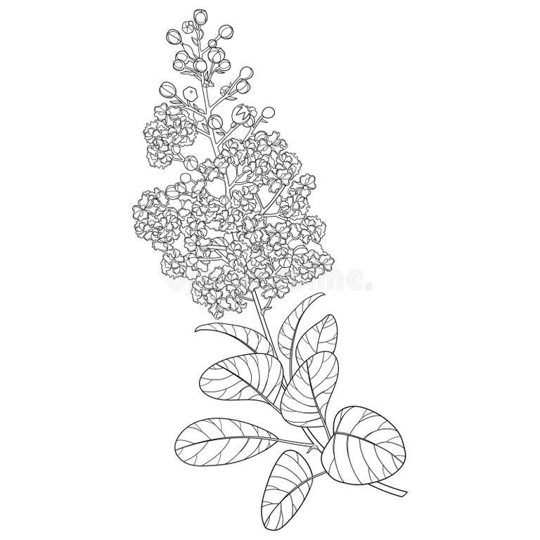 Stem of Outline Lagerstroemia or Crape Myrtle Flowers and Leaves in ...
