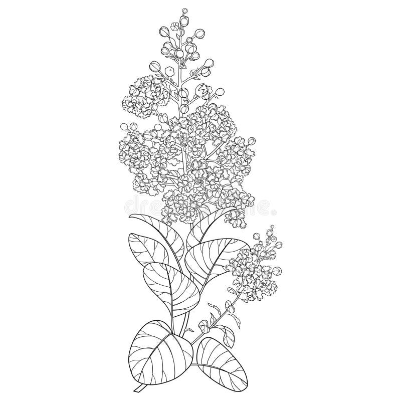 Bunch of Outline Lagerstroemia or Crape Myrtle Flowers and Leaves in ...