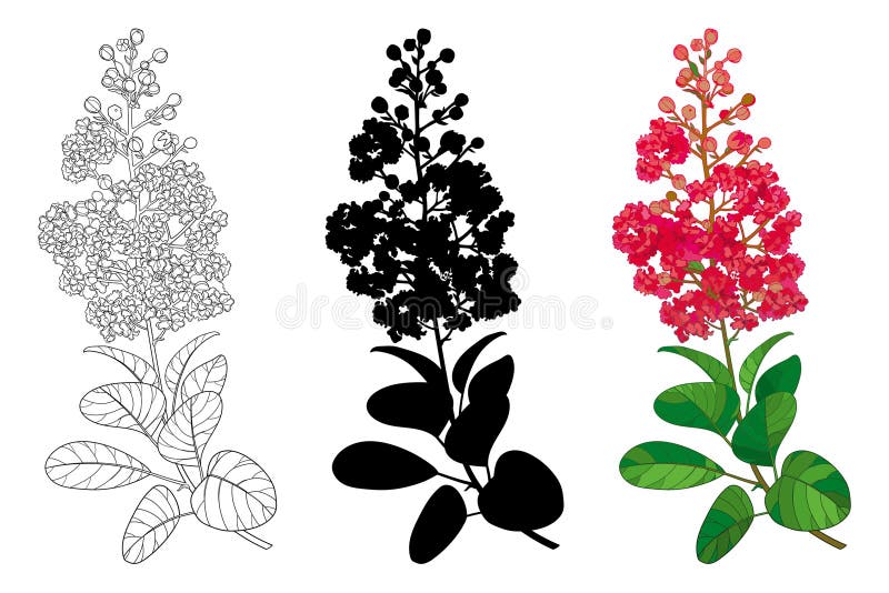 Set with Outline Lagerstroemia or Crape Myrtle Flowers and Leaves in ...