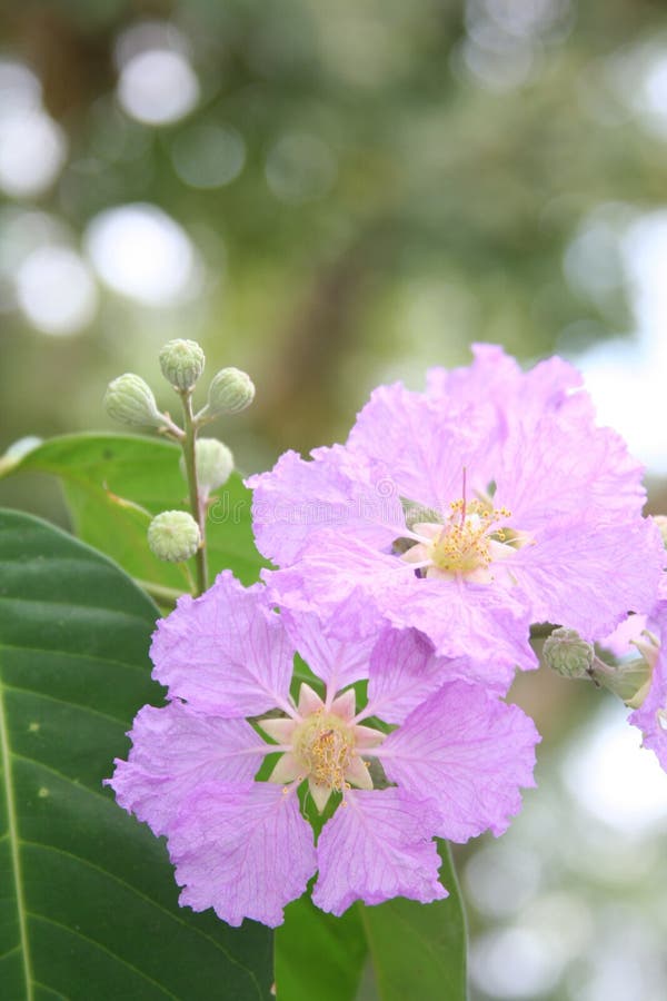 Lagerstroemia Rose-pourpre image stock. Image du nature - 49017863