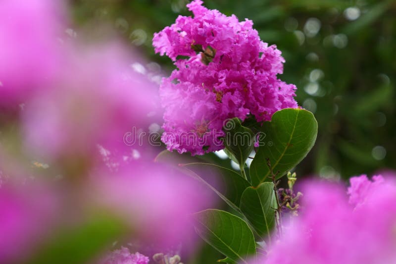 Lagerstroemia Speciosa are Blooming on the Pride of India, Queen S ...