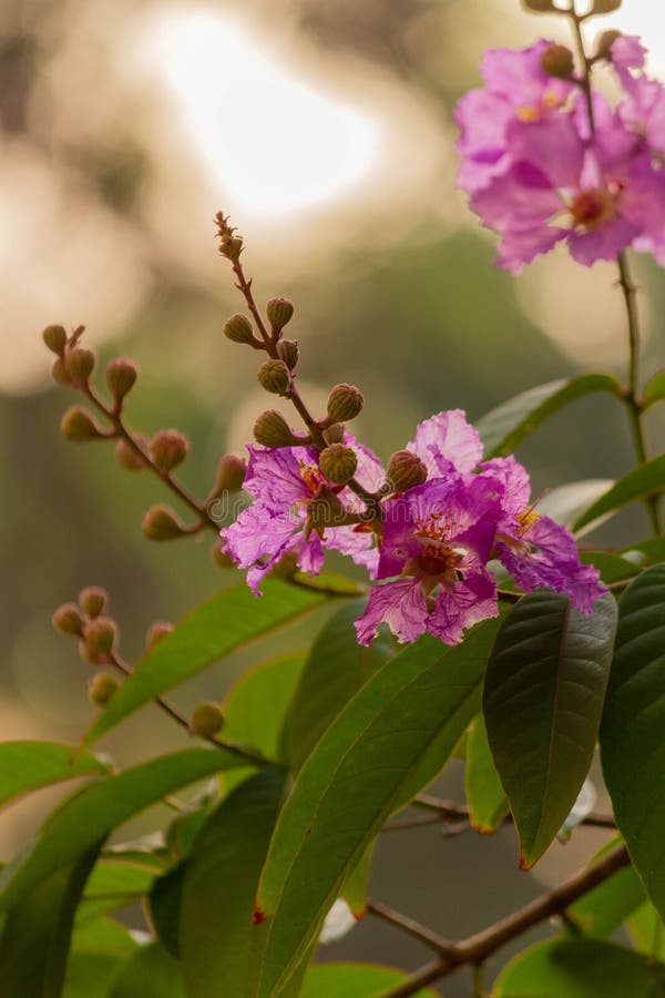 Lagerstroemia Speciosa Flower, Lagerstroemia Speciosa L. Flower in the ...