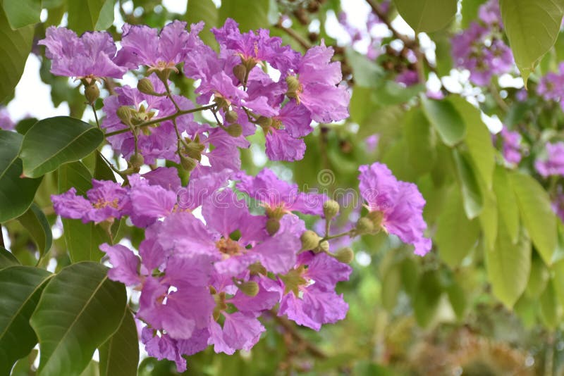 Lagerstroemia speciosa stock image. Image of purple - 178213467