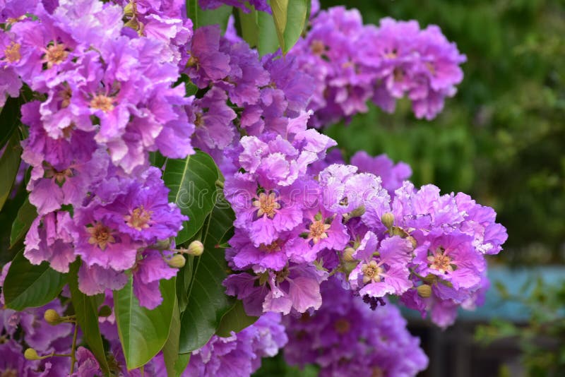 Lagerstroemia speciosa stock image. Image of crepe, leaf - 178215449