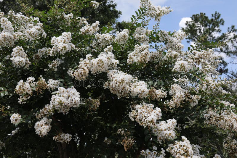 Lagerstroemia with White Flowers Stock Image - Image of natural ...