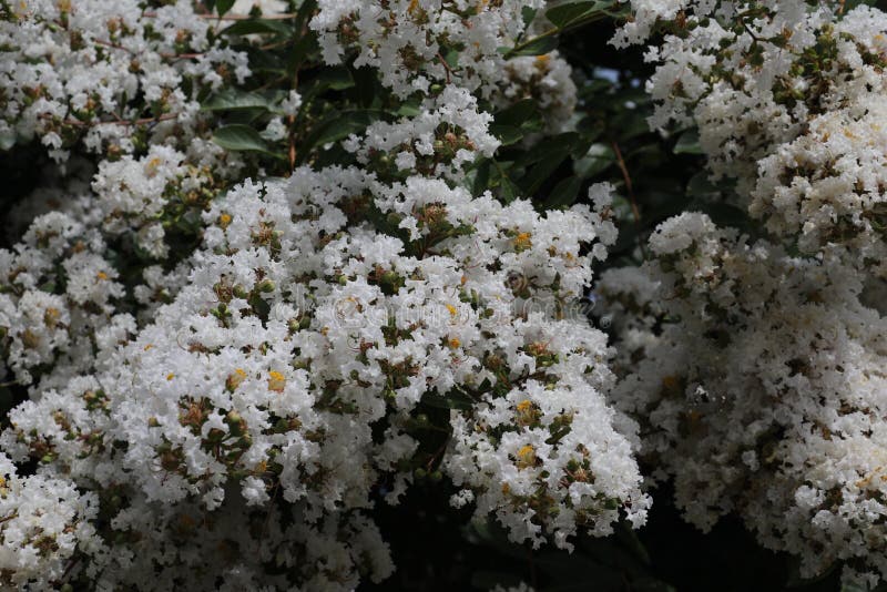 Lagerstroemia with White Flowers Stock Photo - Image of natural, fresh ...