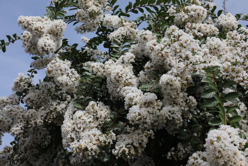 Lagerstroemia with White Flowers Stock Image - Image of australia ...