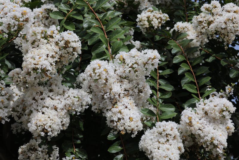 Lagerstroemia with White Flowers Stock Photo - Image of crepe ...