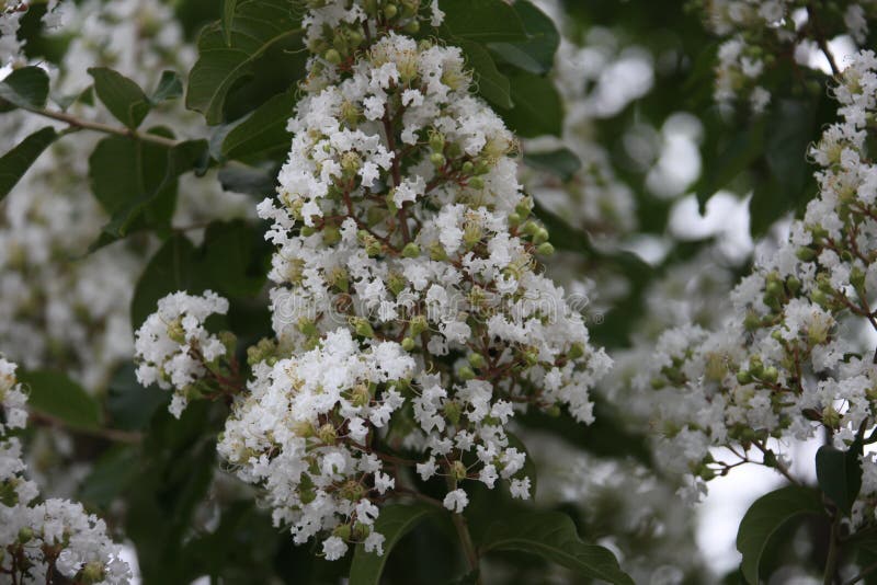 Lagerstroemia with White Flowers Stock Photo - Image of decoration ...