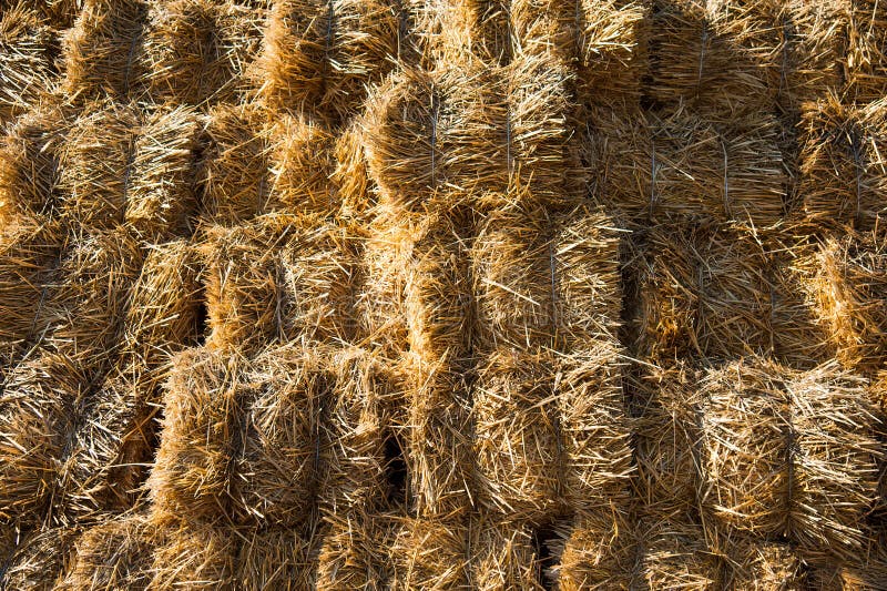 Lagerung mit Heustapeln stockbild. Bild von stroh, ballen - 150591461
