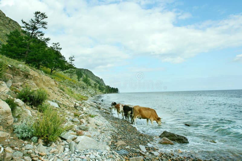 Lago Baikal, Russia fotografia stock. Immagine di russia - 11544620