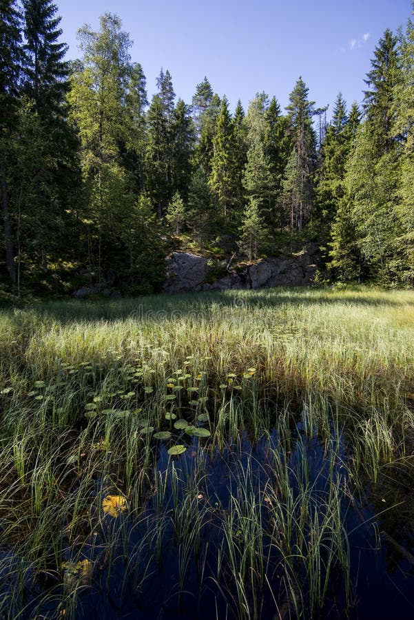 Lago Con Las Plantas Acuáticas Foto de archivo - Imagen de pétalos ...