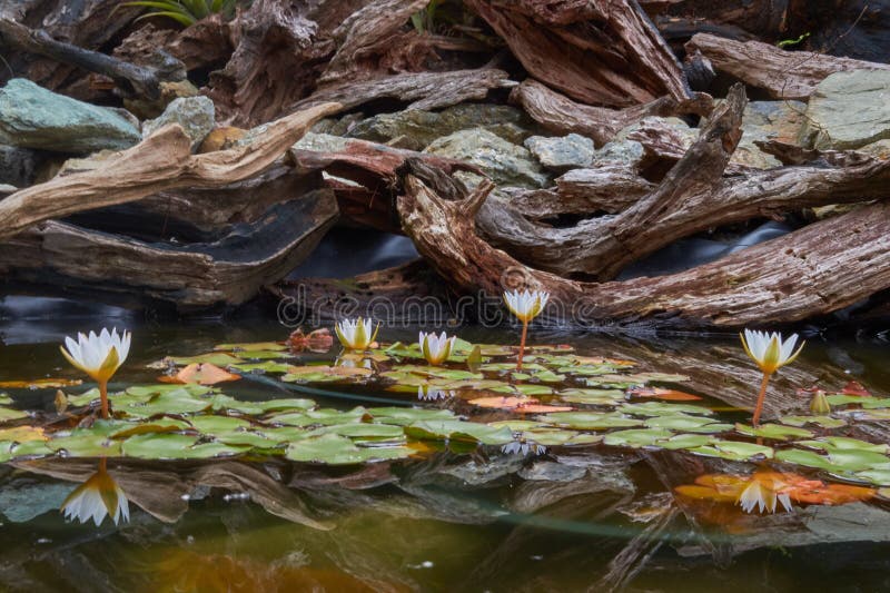 Lago Con Las Plantas De Loto Foto de archivo - Imagen de vaina, verde ...