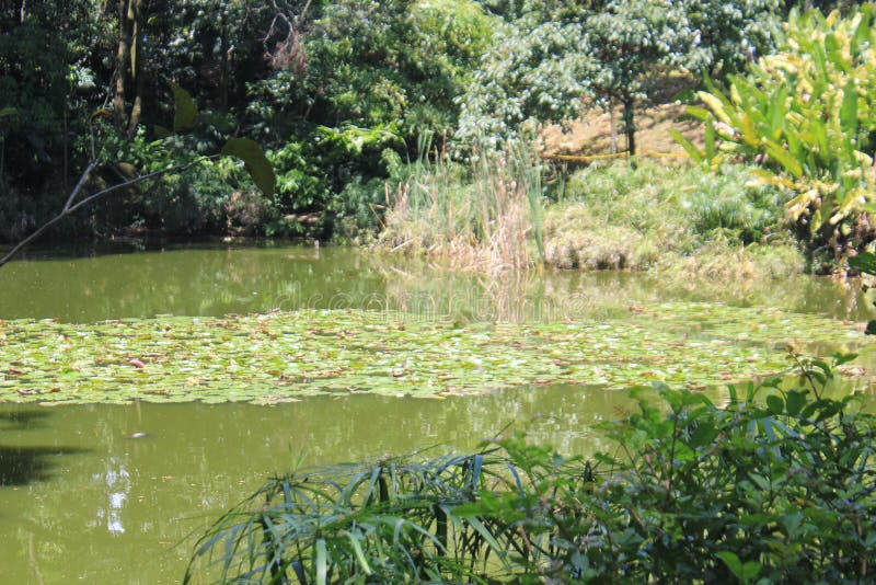 Lago Con Las Plantas De Loto Foto de archivo - Imagen de ciudad, bosque ...