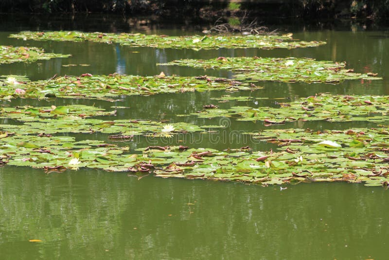 Lago Con Las Plantas De Loto Imagen de archivo - Imagen de america ...