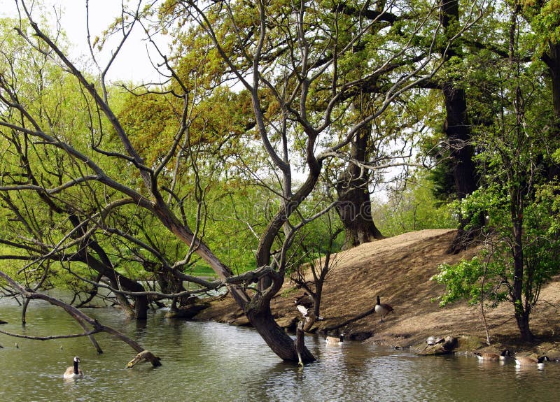 Lago con los patos imagen de archivo. Imagen de hermoso - 5085785