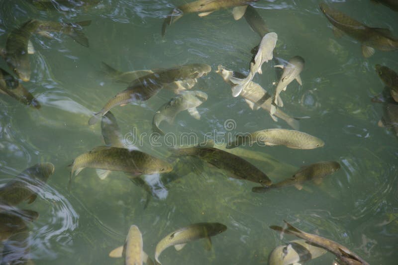 Lago con peces foto de archivo. Imagen de pavo, agua - 174311112