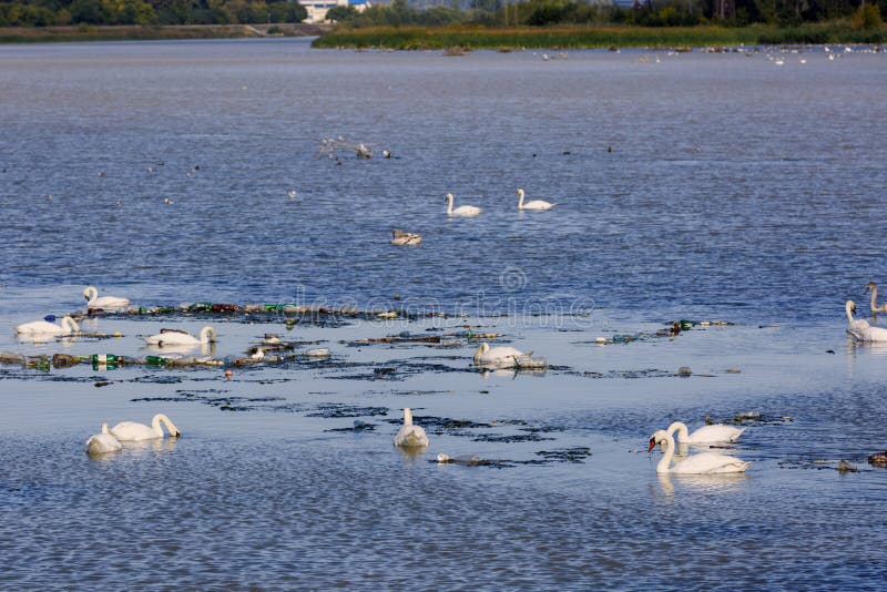 Lago contaminado foto de archivo. Imagen de envase, basura - 60191996