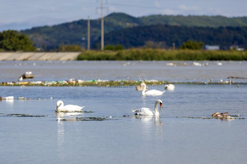 Lago contaminado foto de archivo. Imagen de envase, basura - 60191996