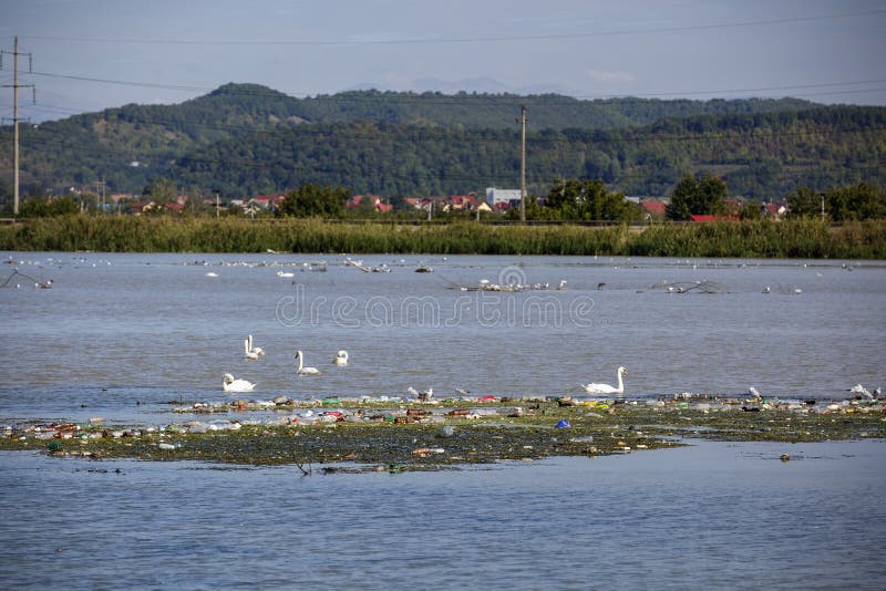 Lago contaminado foto de archivo. Imagen de envase, basura - 60191996