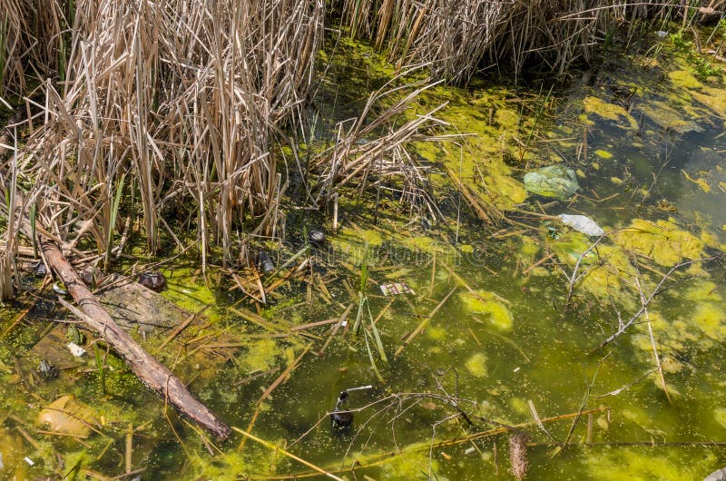 Lago Contaminado Con Basura Y Botellas Imagen de archivo - Imagen de ...