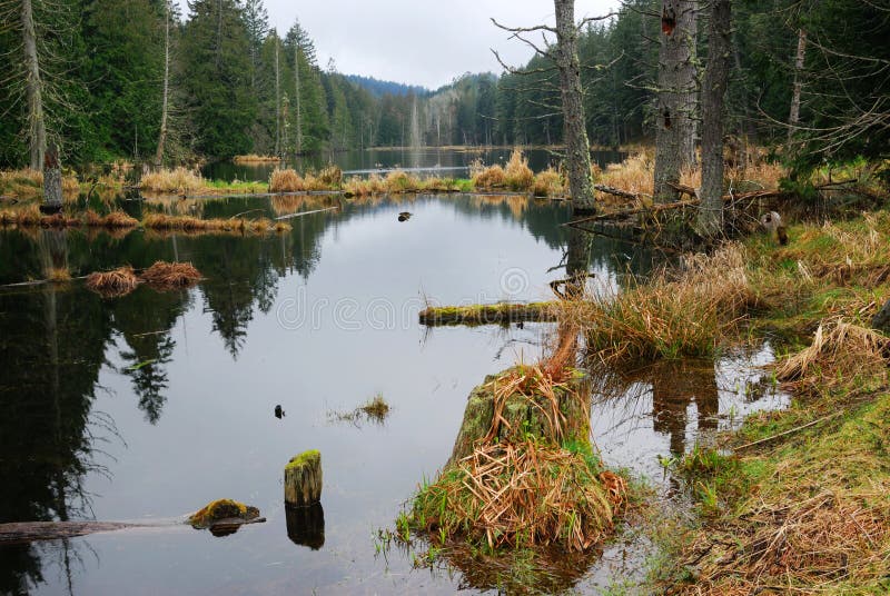 Lago de la selva tropical foto de archivo. Imagen de lluvia - 4659438