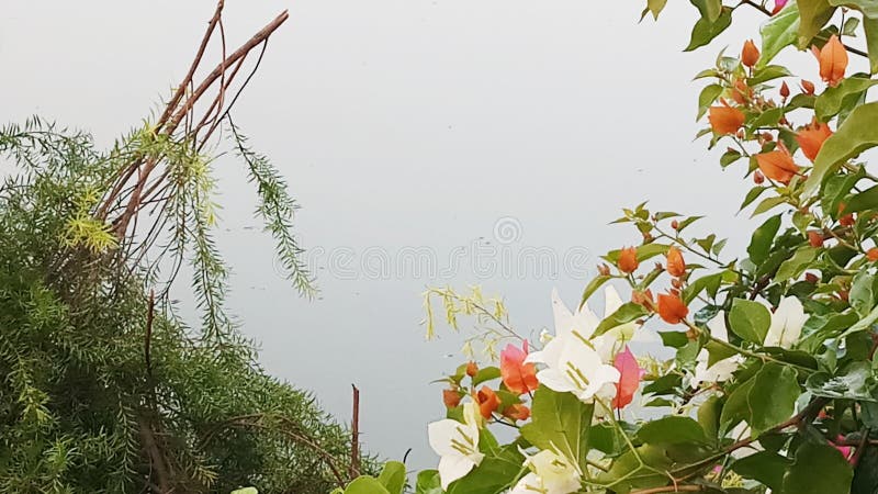 Lago e flor foto de stock. Imagem de flor, maravilhoso - 106480242