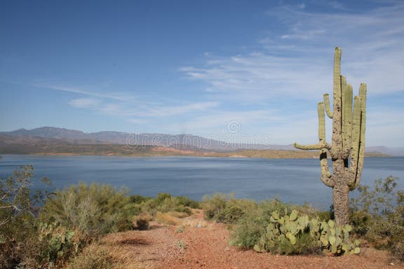 Lago E Saguaro Theodore Roosevelt Fotografia Stock - Immagine di acqua ...