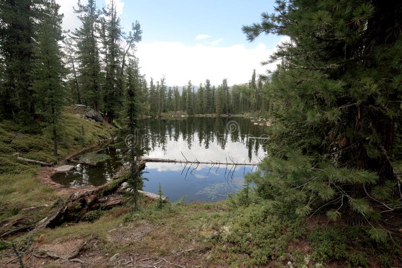 Lago en el taiga siberiano imagen de archivo. Imagen de piceas - 86069371