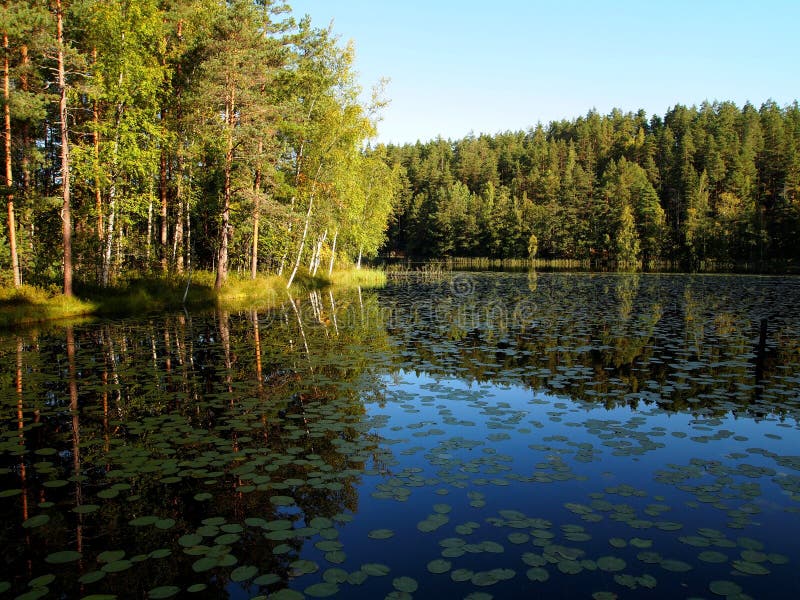 Sendero En Taiga, Finlandia Imagen de archivo - Imagen de hierba ...