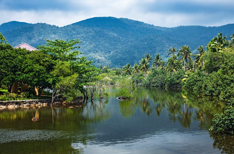 Lago en las selvas foto de archivo. Imagen de palma - 102509102