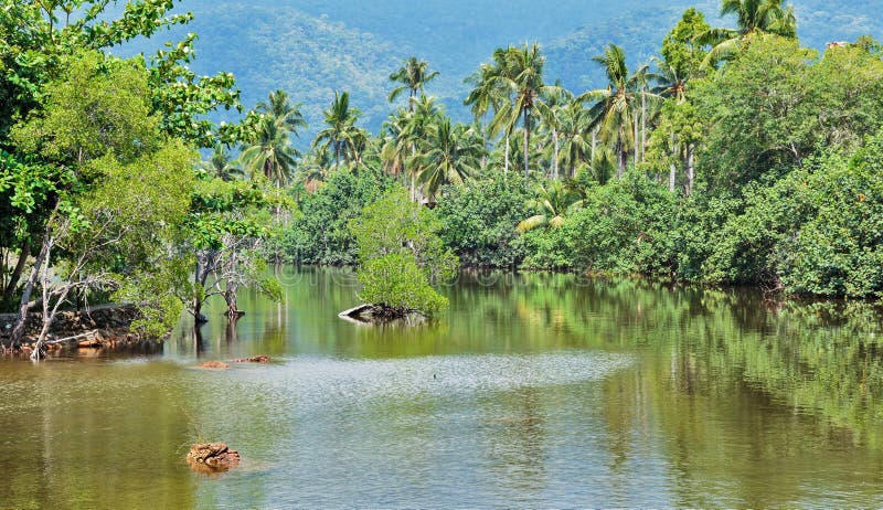 Lago En Selvas En Seychelles Imagen de archivo - Imagen de selvas, cubo ...