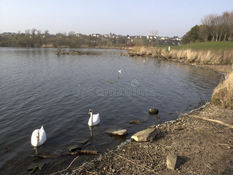 Lago Forfar imagen de archivo. Imagen de lodo, fauna - 33141647