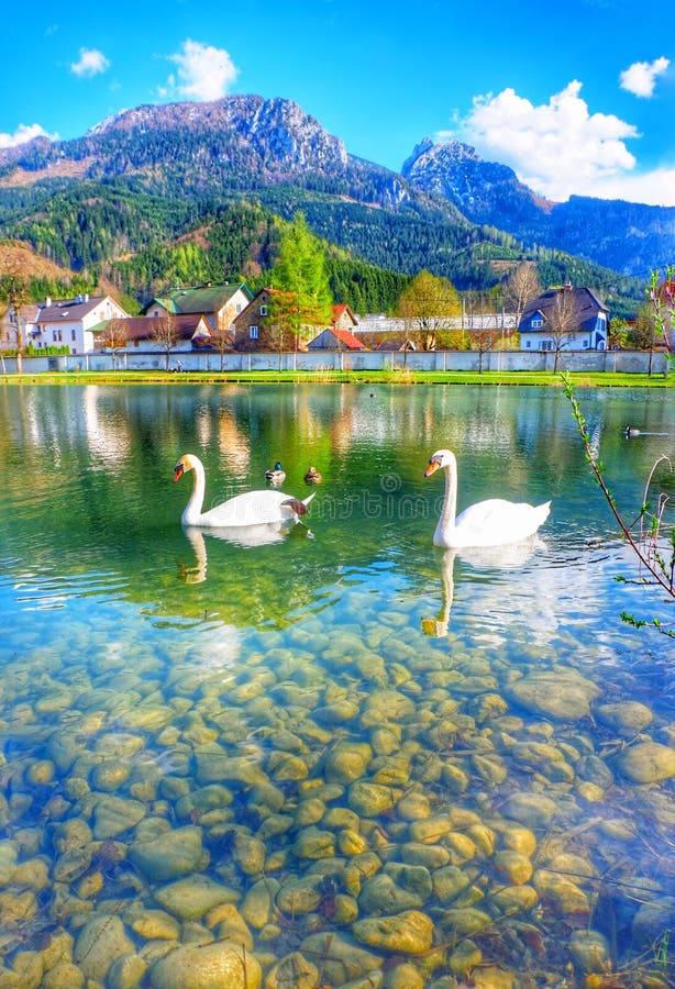 Lago Innsbruck Austria Swan Imagen de archivo - Imagen de ambiente ...