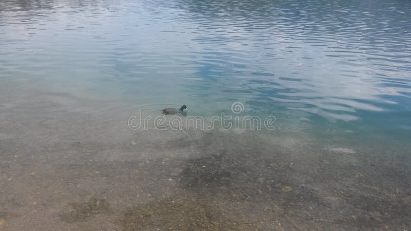 Lago limpio y pato foto de archivo. Imagen de charca - 184329266