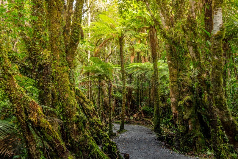Lago Matheson Track, Nueva Zelanda Imagen de archivo - Imagen de ...