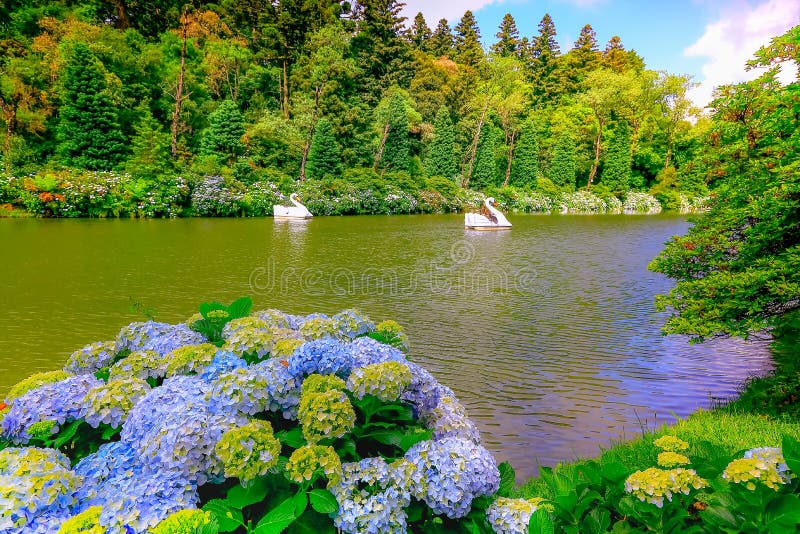 Lago Negro, Landscape with Hydrangeas, Gramado at Springtime, Southern ...