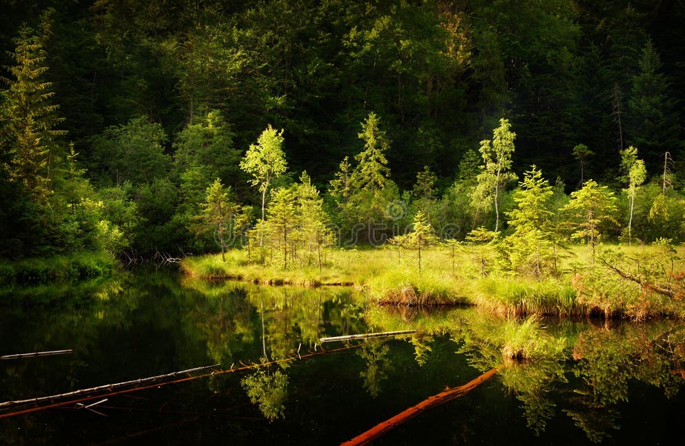 Lago tranquilo del bosque foto de archivo. Imagen de bosque - 29496510