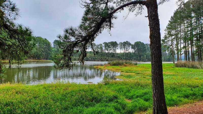 Lago y pasto imagen de archivo. Imagen de planta, charca - 252252021