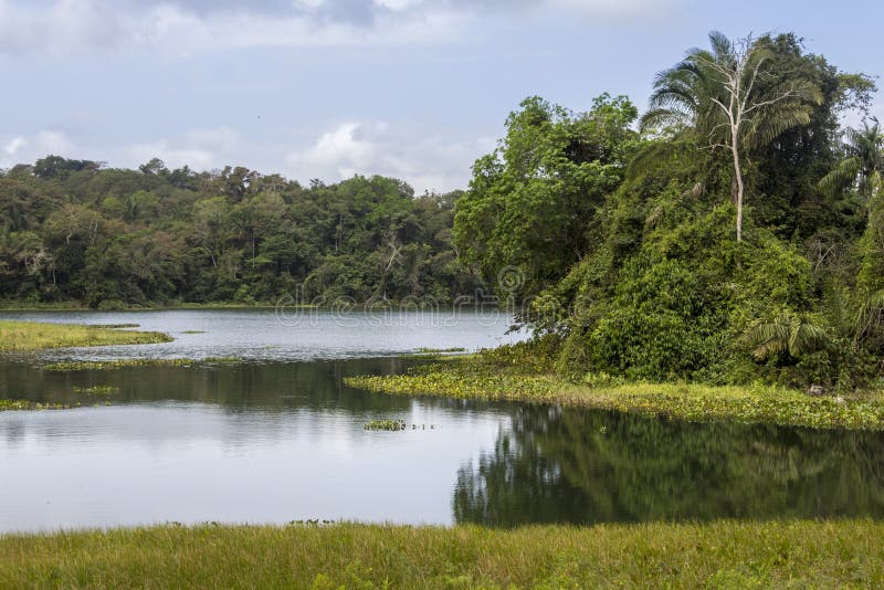 Lago Y Selva Tropical Gatun Imagen de archivo - Imagen de lago, bosque ...