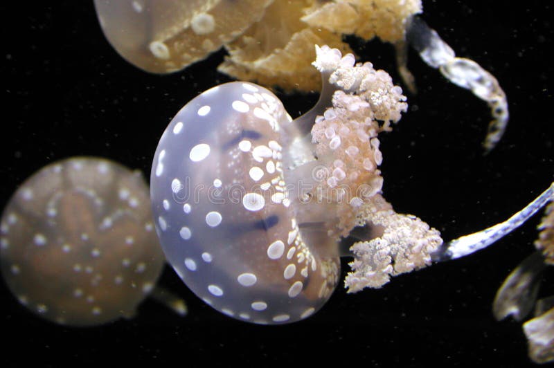 Lagoon jellyfish stock image. Image of water, jelly, colorful - 3343301