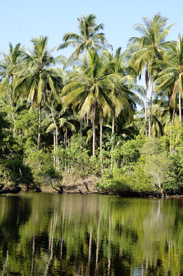 Rainforest on Cook Islands stock image. Image of plants - 36416749