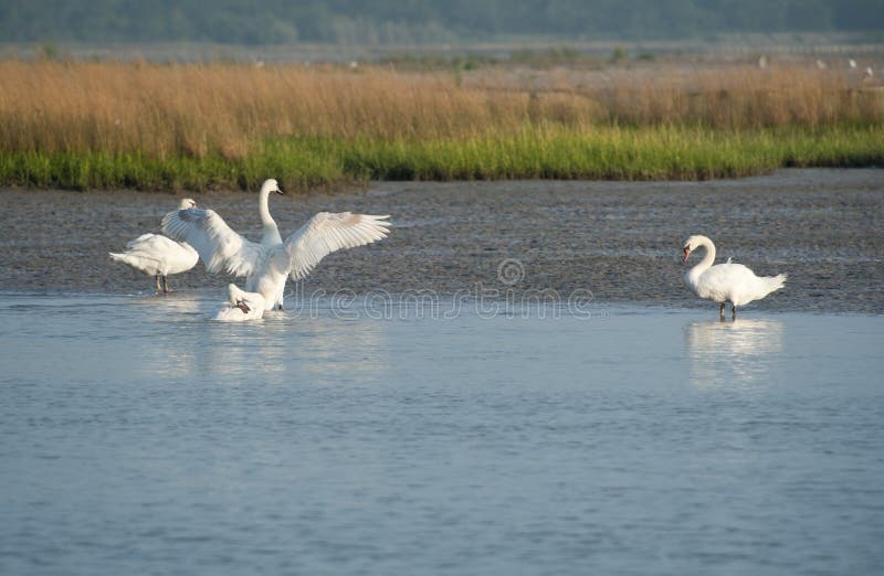 Lagoon swans stock image. Image of animals, family, morning - 25815417