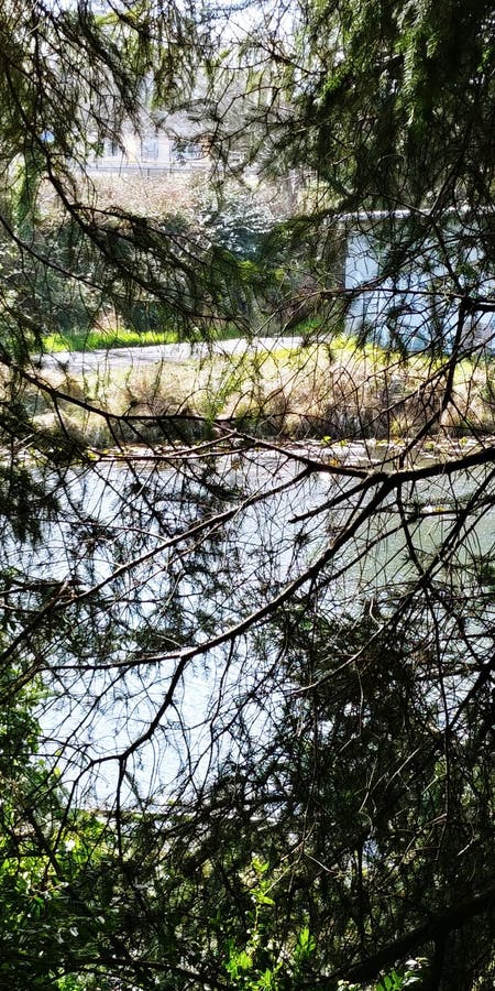 Lagoon and Trees stock photo. Image of tree, trees, lagoon - 117282276