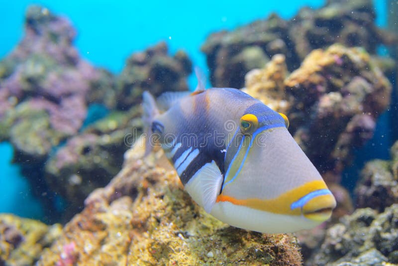 Lagoon Triggerfish Coral Reef Stock Image - Image of tropical ...