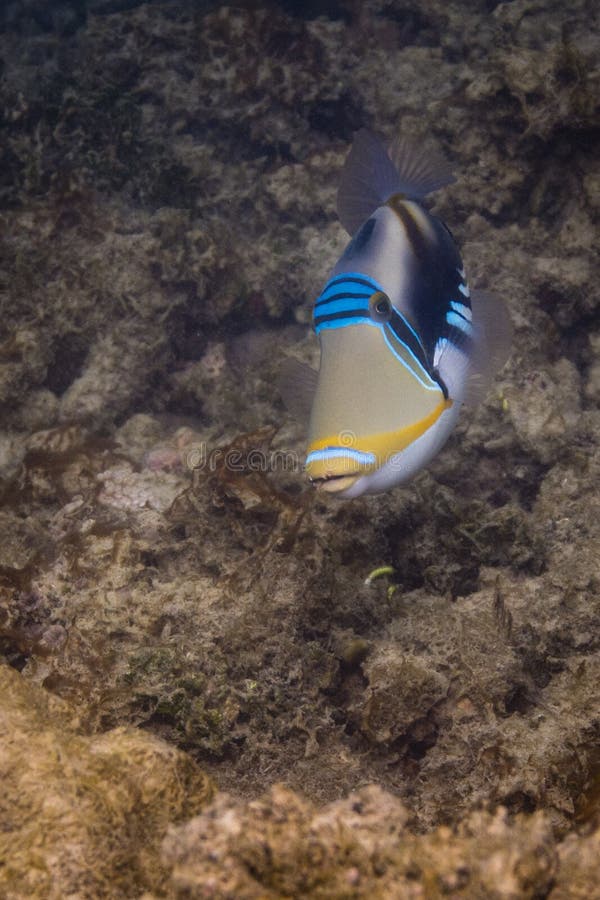 Lagoon Triggerfish stock photo. Image of rhinecanthus - 94562492