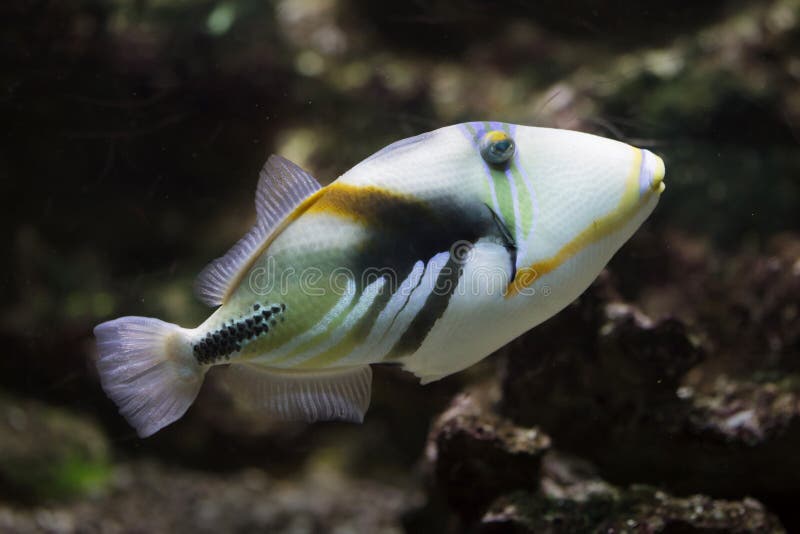 Lagoon Triggerfish Rhinecanthus Aculeatus Stock Image - Image of indian ...