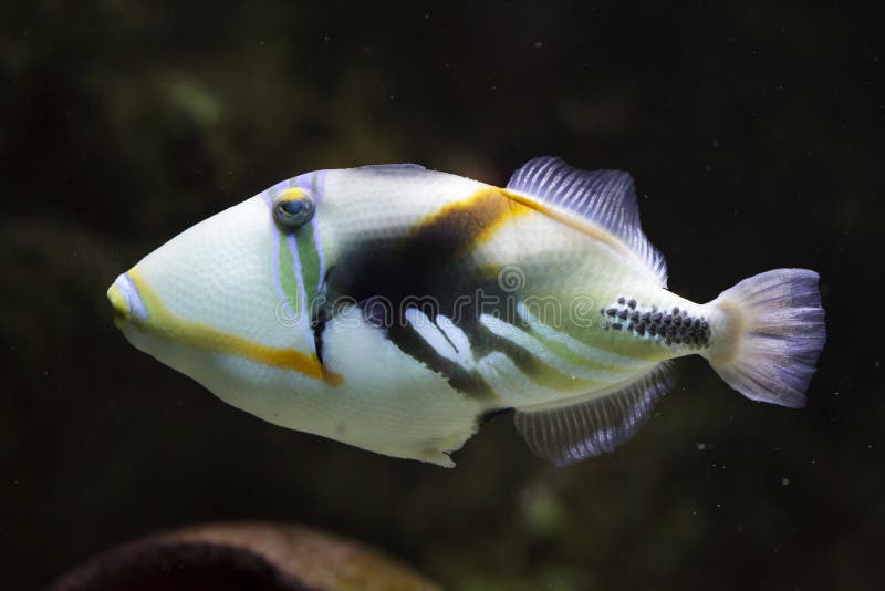 Lagoon Triggerfish Rhinecanthus Aculeatus Stock Photo - Image of ...