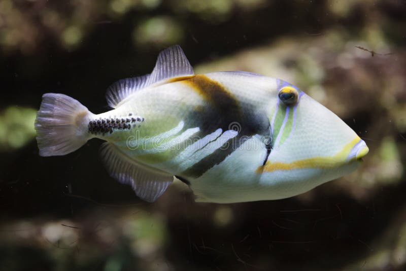 Lagoon Triggerfish Rhinecanthus Aculeatus Stock Photo - Image of ...