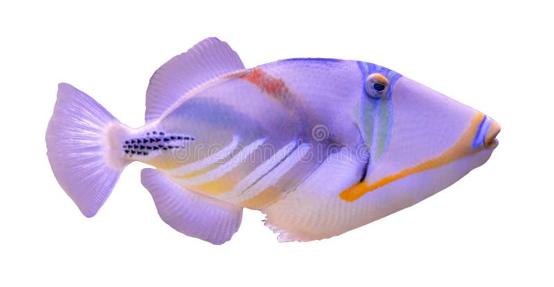 White Tip Triggerfish Adult Stock Image - Image of diving, blue: 91699349